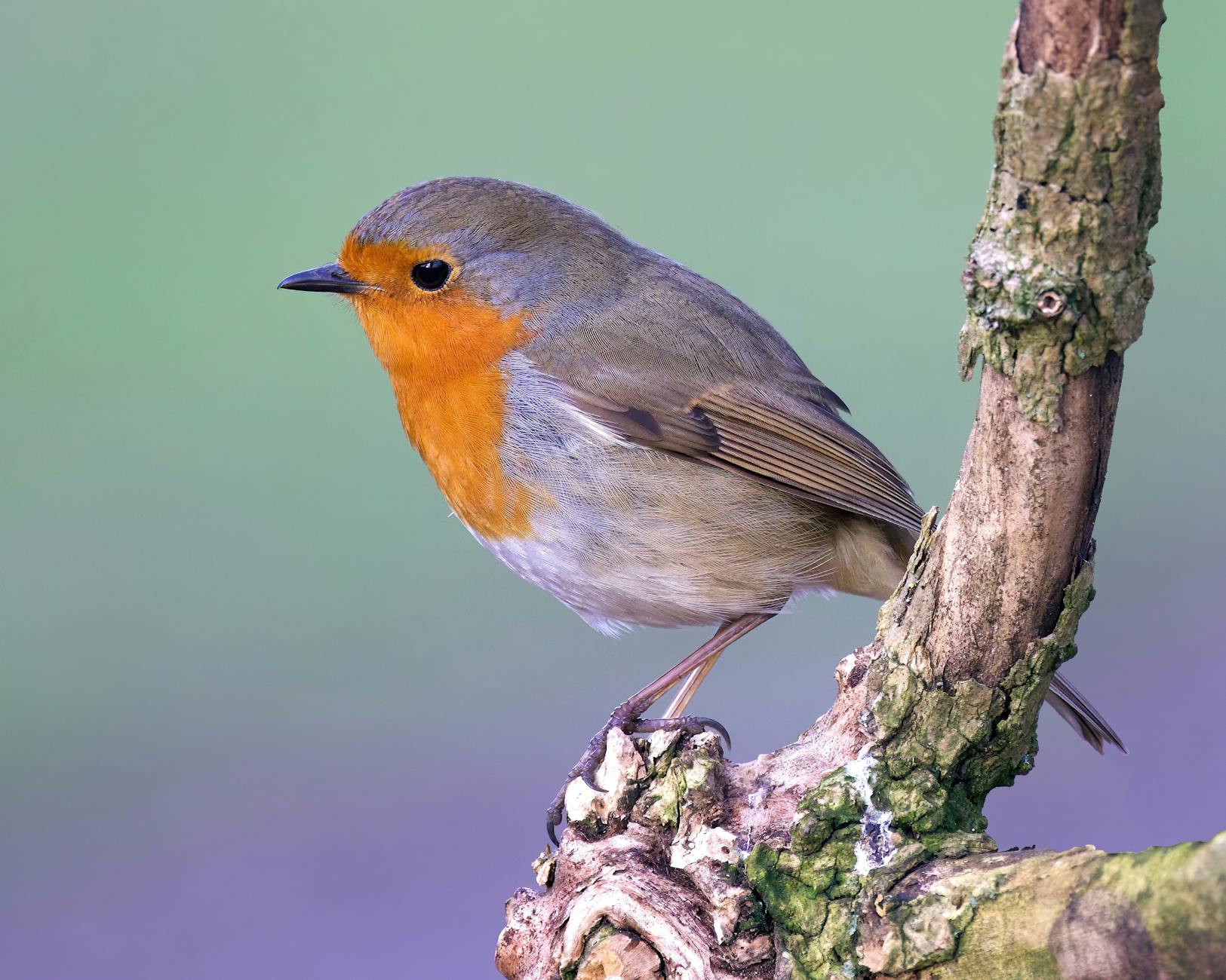 Oldham visit Notts County, hoping to steal another win.